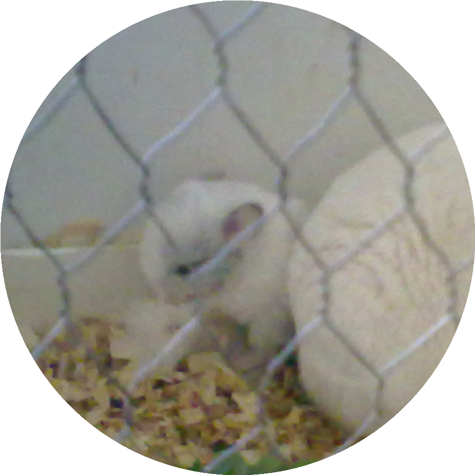 Odchovy :: Chlupaccizand