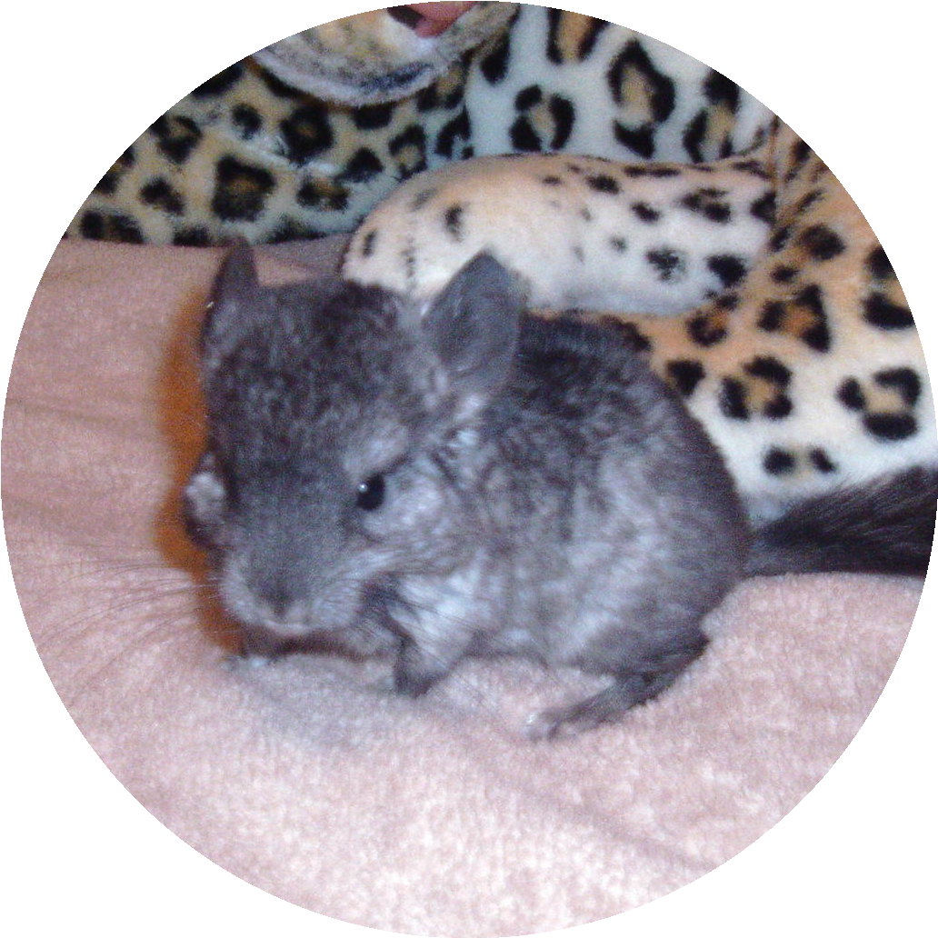 Odchovy :: Chlupaccizand