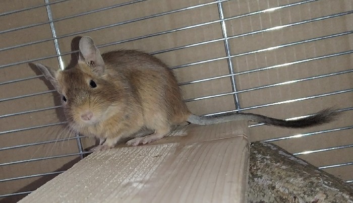 Osmák Degu :: Chlupaccizand